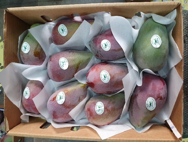 Mango. Import. Russia.